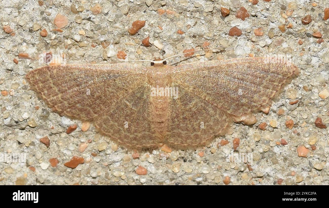 Common Tan Wave (Pleuroprucha insulsaria Stock Photo - Alamy