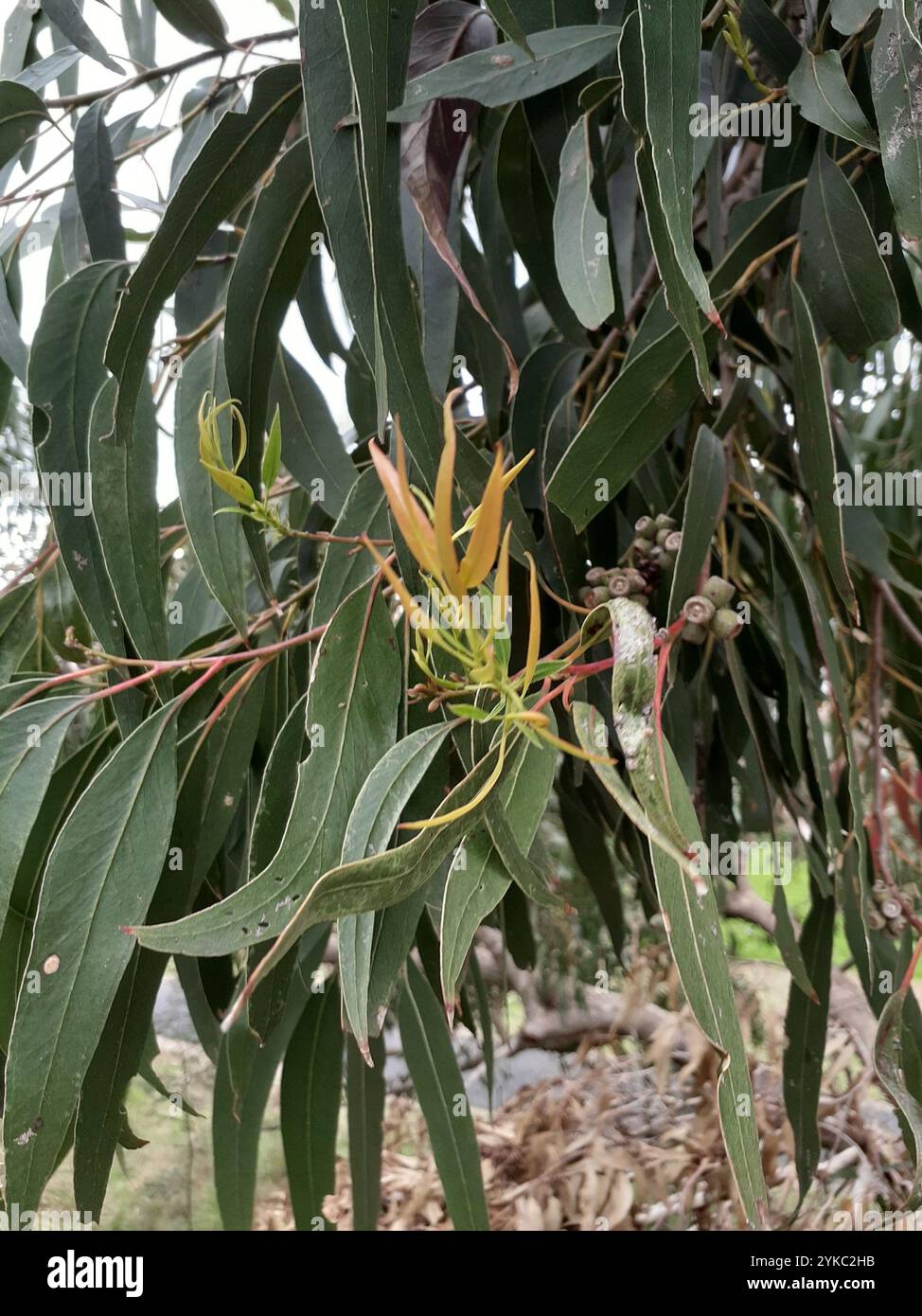 Long-leaved Box (Eucalyptus goniocalyx Stock Photo - Alamy