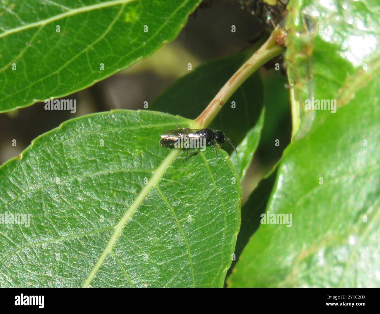 Tiphiid Flower Wasps (Tiphiidae Stock Photo - Alamy