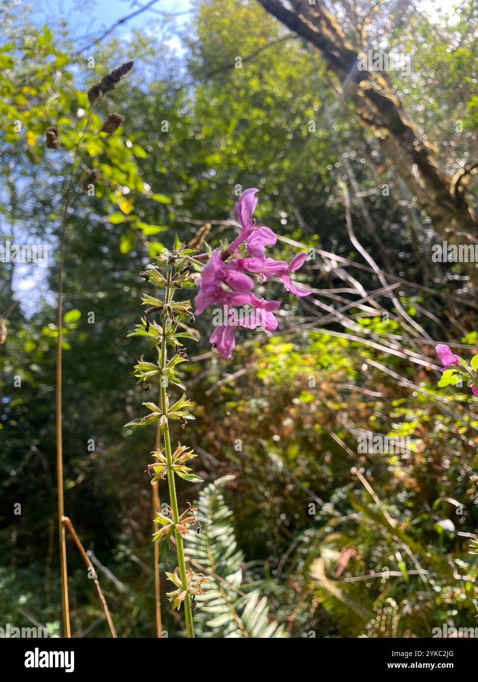 Coastal hedge nettle hi-res stock photography and images - Alamy