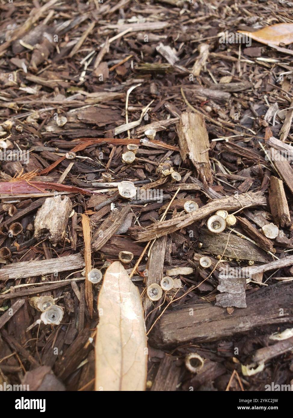 bird's nest fungi (Nidulariaceae Stock Photo - Alamy