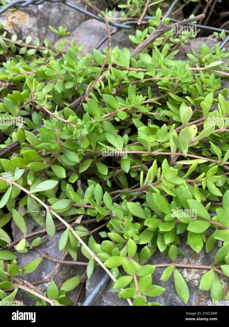 Stringy Stonecrop (Sedum sarmentosum Stock Photo - Alamy