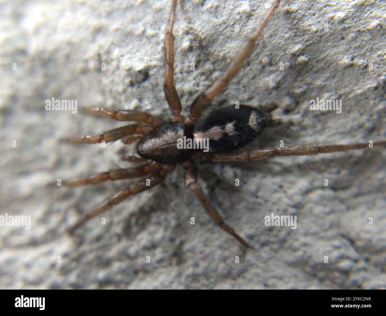 Eastern Parson Spider (Herpyllus ecclesiasticus Stock Photo - Alamy