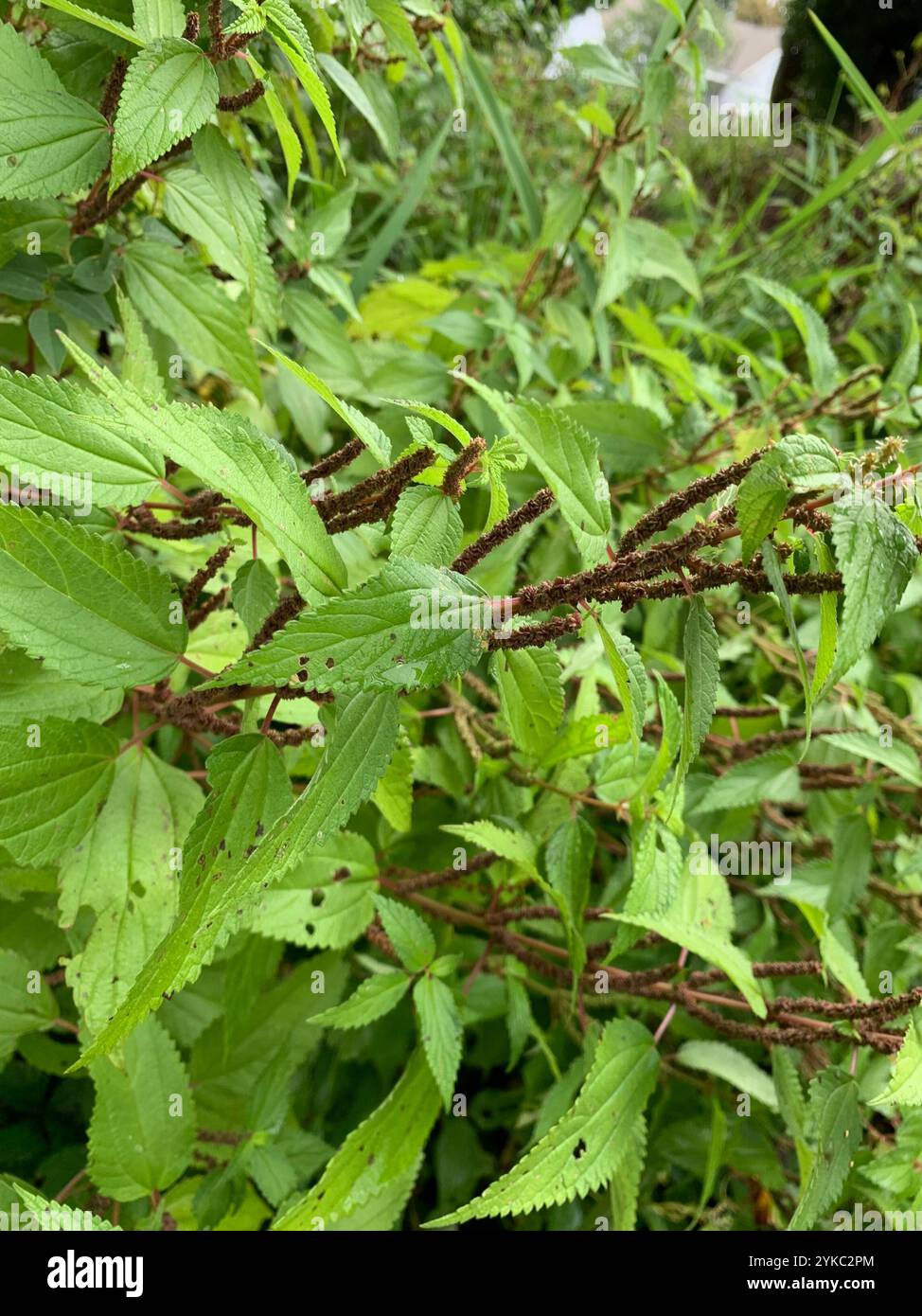 false nettle (Boehmeria cylindrica Stock Photo - Alamy