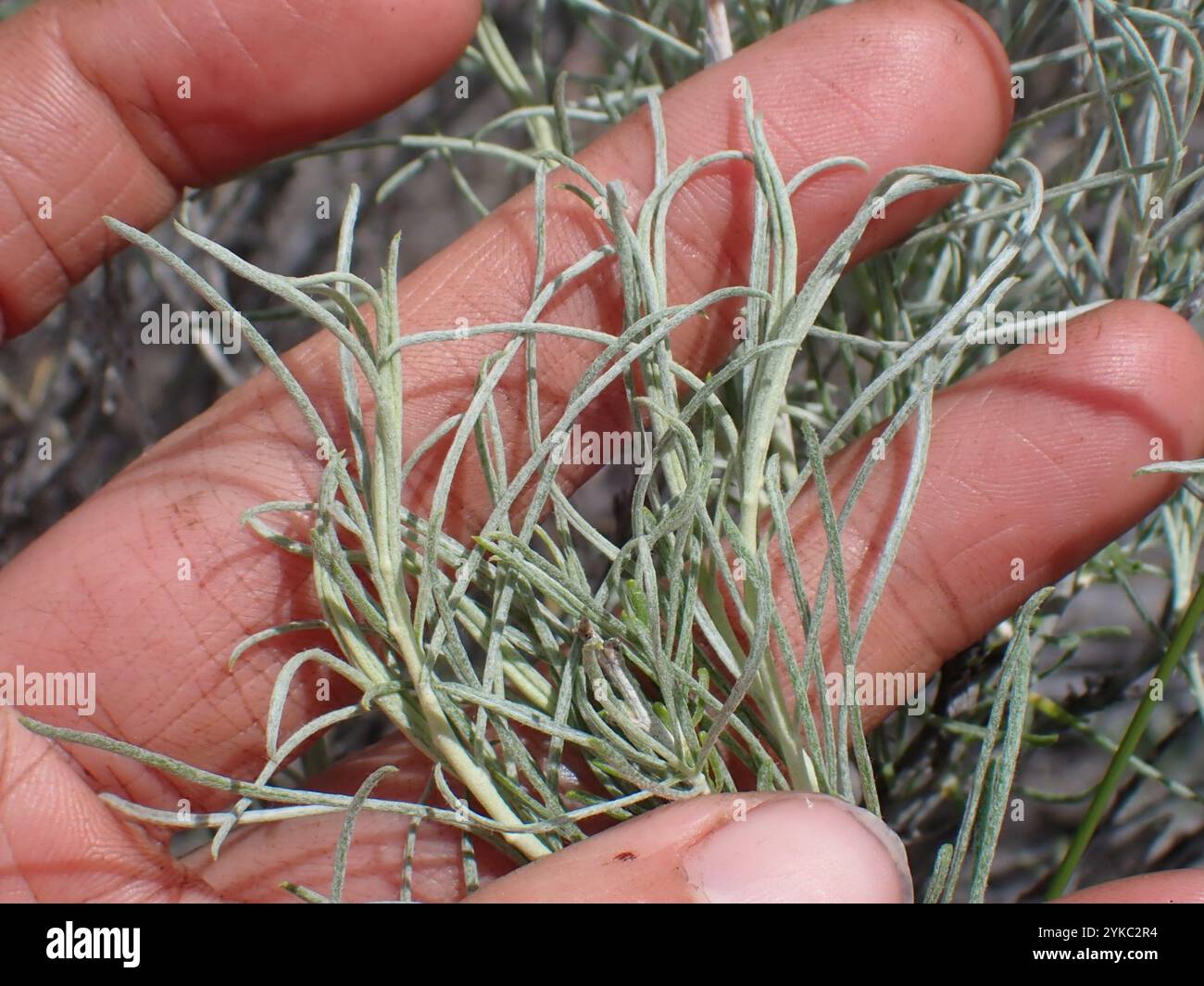 Rubber Rabbitbrush (Ericameria nauseosa Stock Photo - Alamy