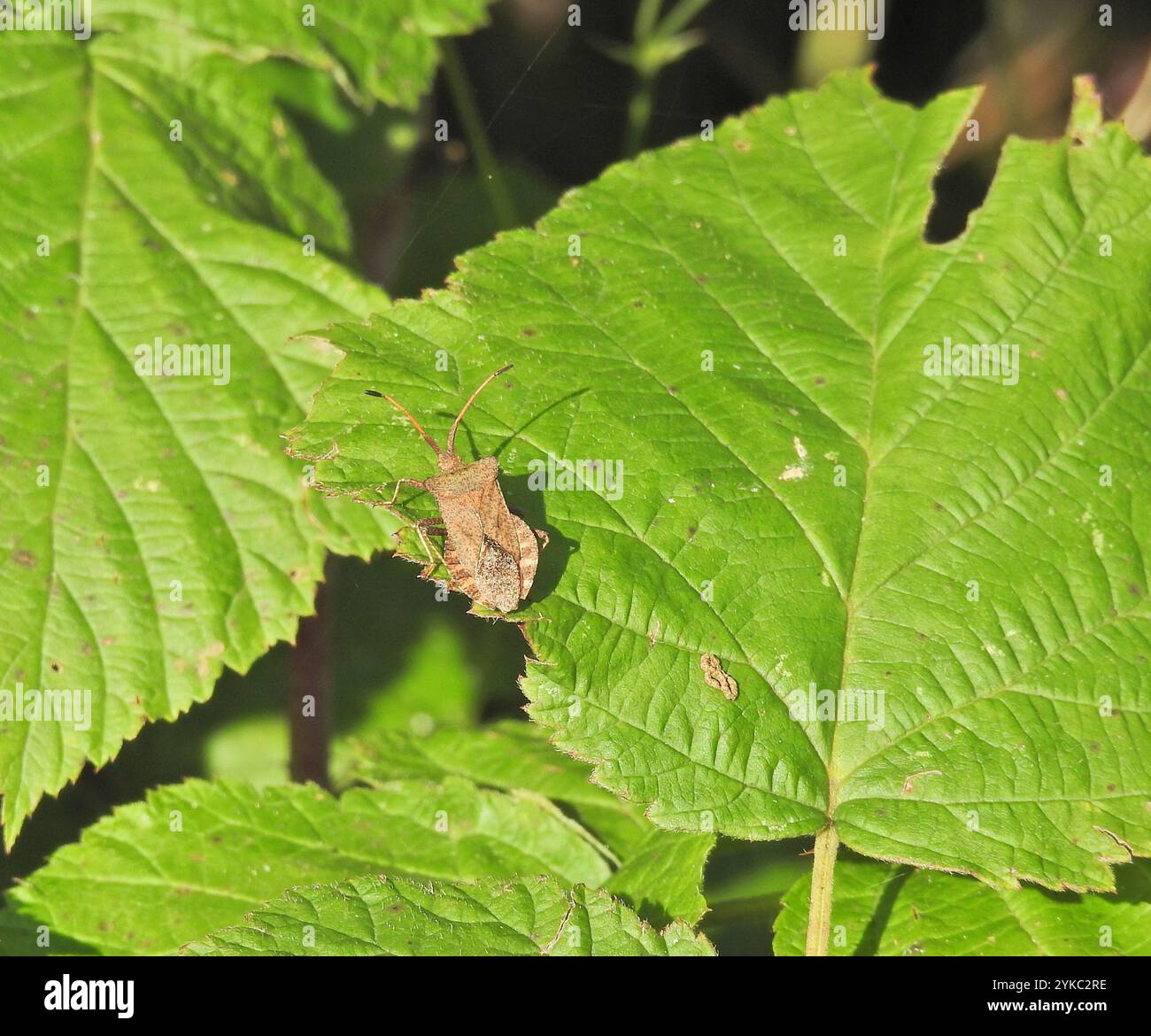 Dock Bug (Coreus marginatus Stock Photo - Alamy