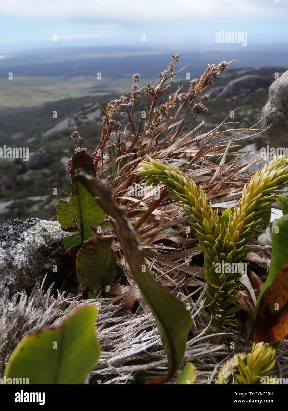hanging clubmoss (Phlegmariurus varius Stock Photo - Alamy