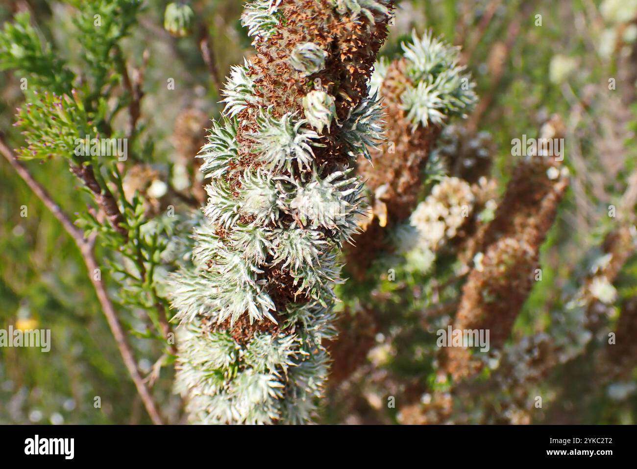 Foxy Slangbos (Stoebe alopecuroides Stock Photo - Alamy