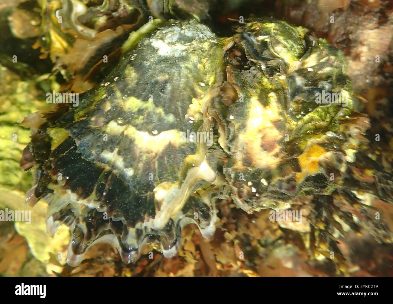 Pacific Oyster (Magallana gigas Stock Photo - Alamy