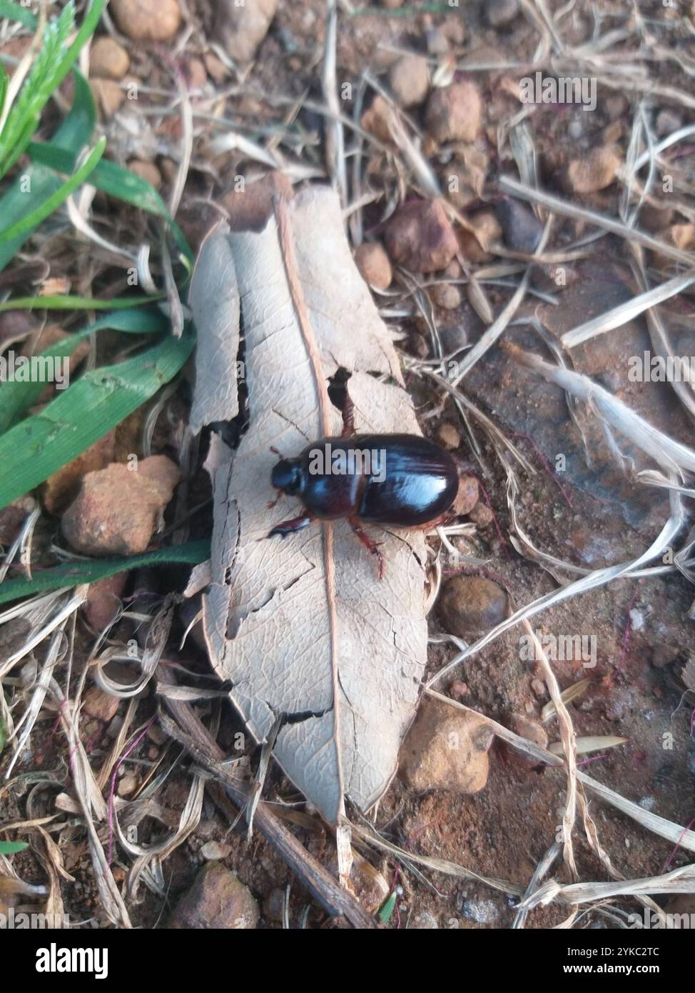Cape Flatface Rhino Beetle (Temnorhynchus retusus Stock Photo - Alamy