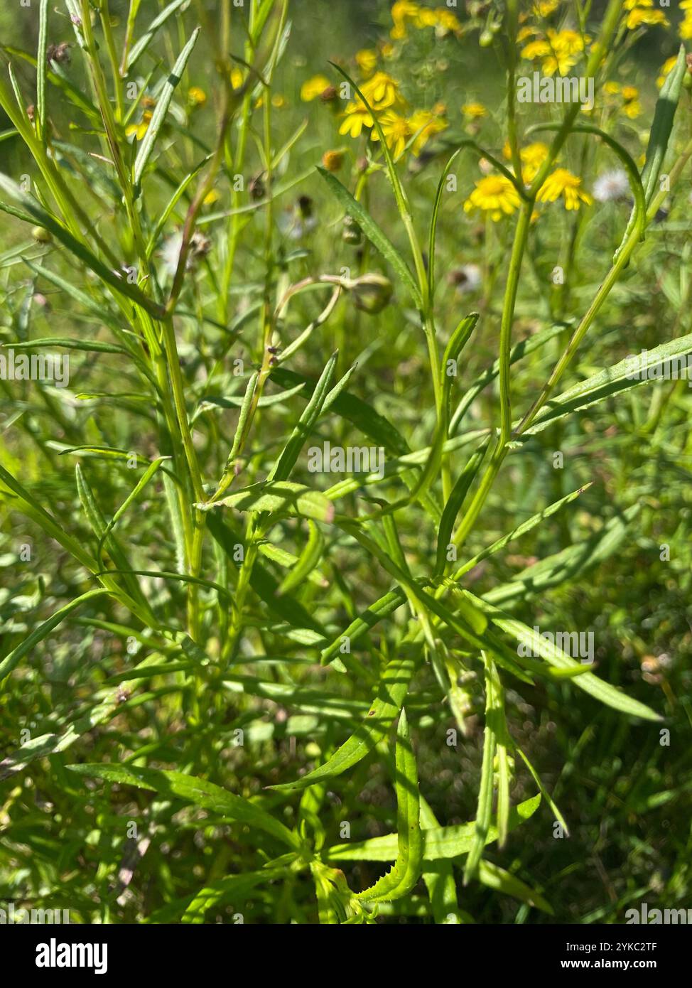 Madagascar Ragwort (Senecio madagascariensis Stock Photo - Alamy