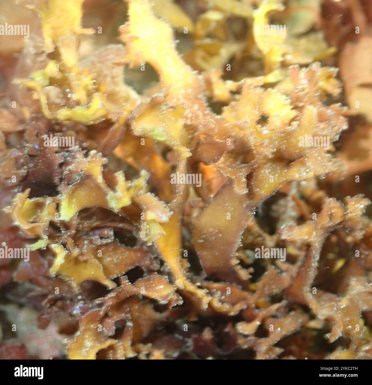 red algae (Rhodophyta Stock Photo - Alamy