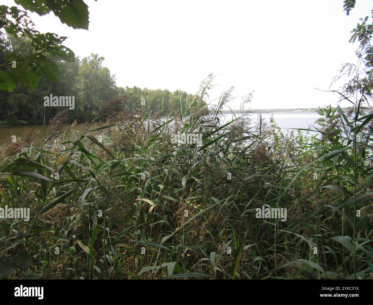 common reed (Phragmites australis Stock Photo - Alamy