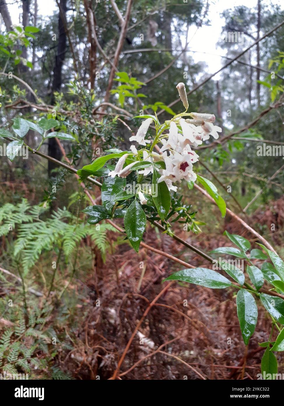 wonga vine (Pandorea pandorana Stock Photo - Alamy