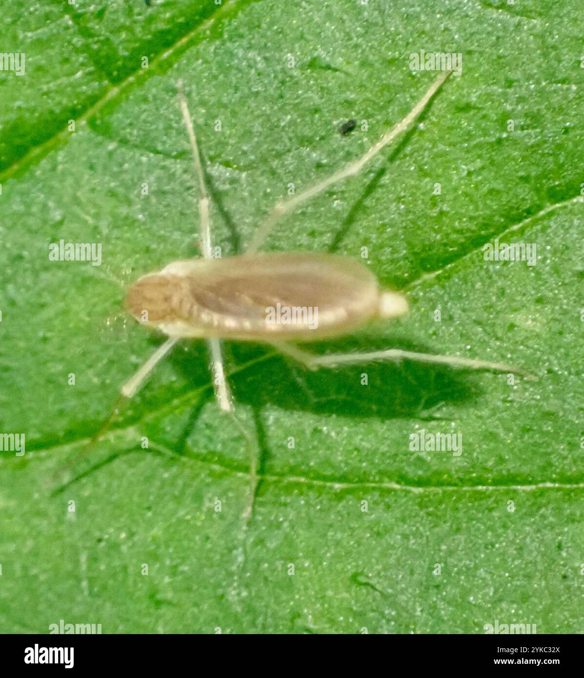 Phantom Midges (Chaoboridae Stock Photo - Alamy