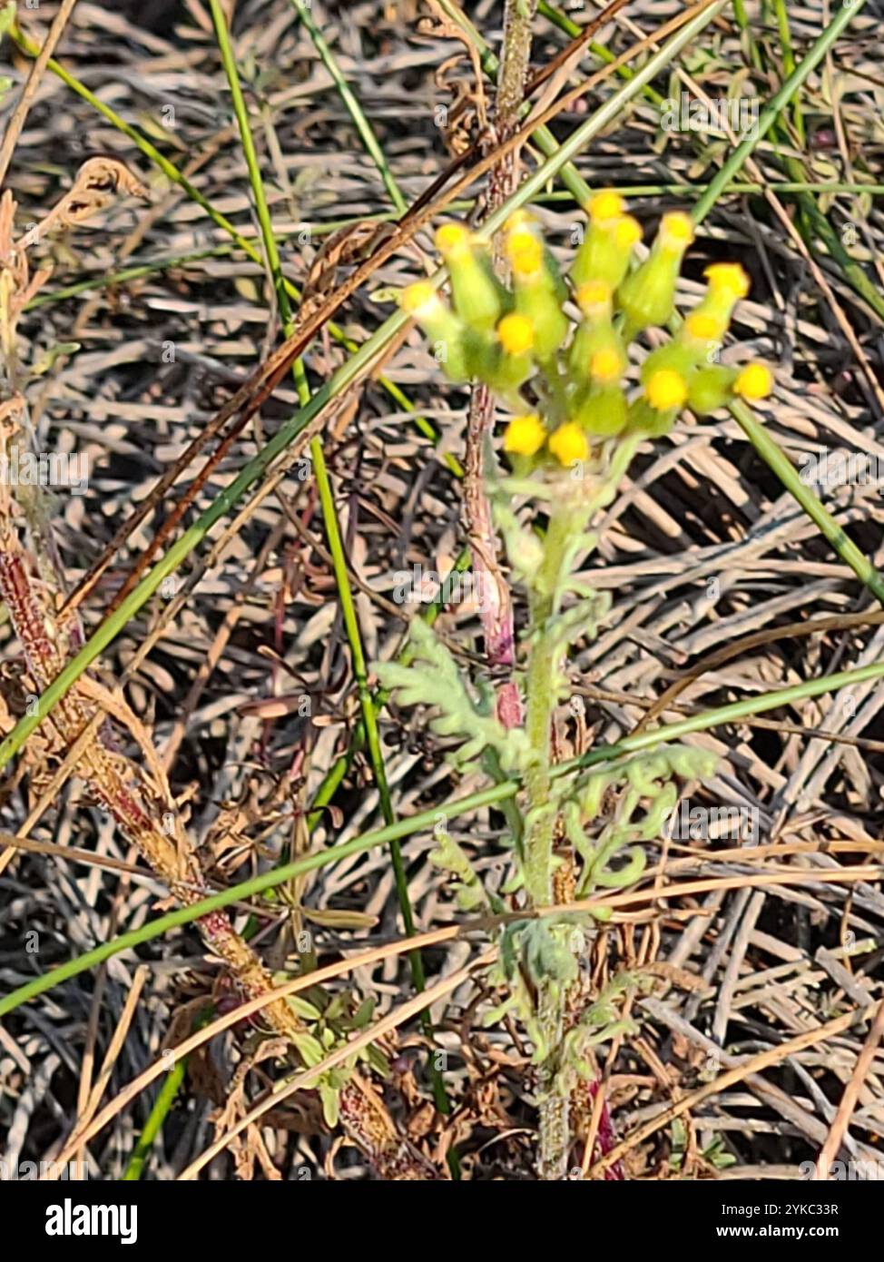 common groundsel (Senecio vulgaris Stock Photo - Alamy