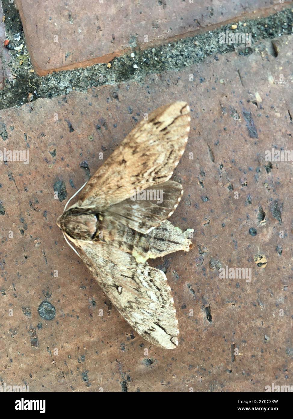 Catalpa Sphinx (Ceratomia catalpae Stock Photo - Alamy