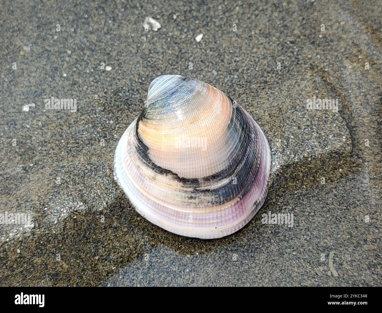 Chinese Venus Clam (Cyclina sinensis Stock Photo - Alamy