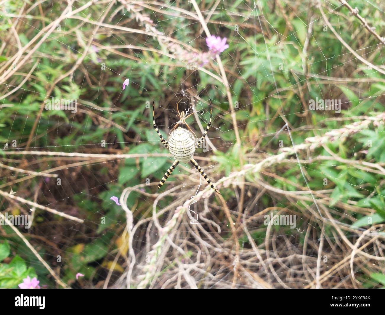 Banded Garden Spider (Argiope trifasciata Stock Photo - Alamy