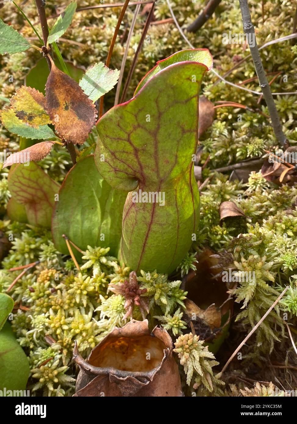 northern purple pitcher plant (Sarracenia purpurea purpurea Stock Photo ...