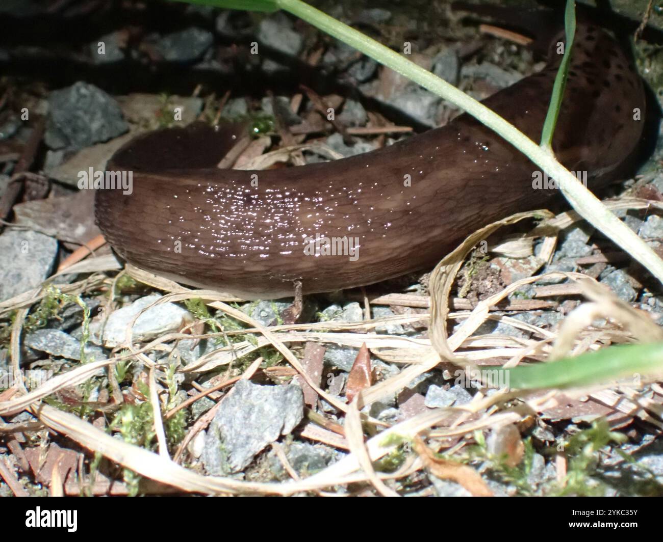 Leopard Slug (Limax maximus Stock Photo - Alamy