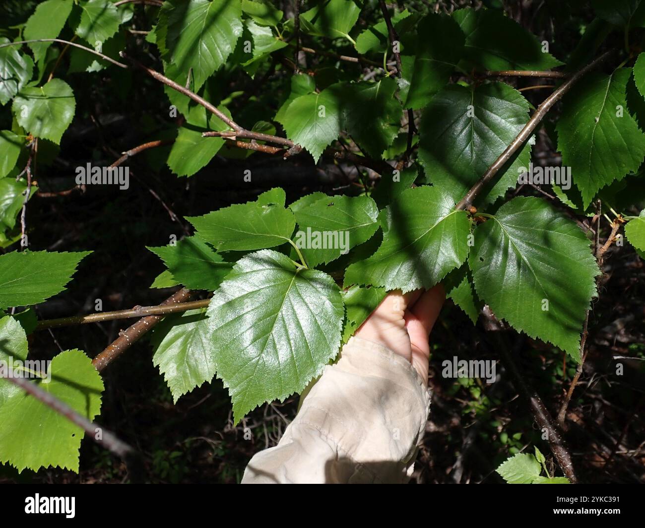 water birch (Betula occidentalis Stock Photo - Alamy