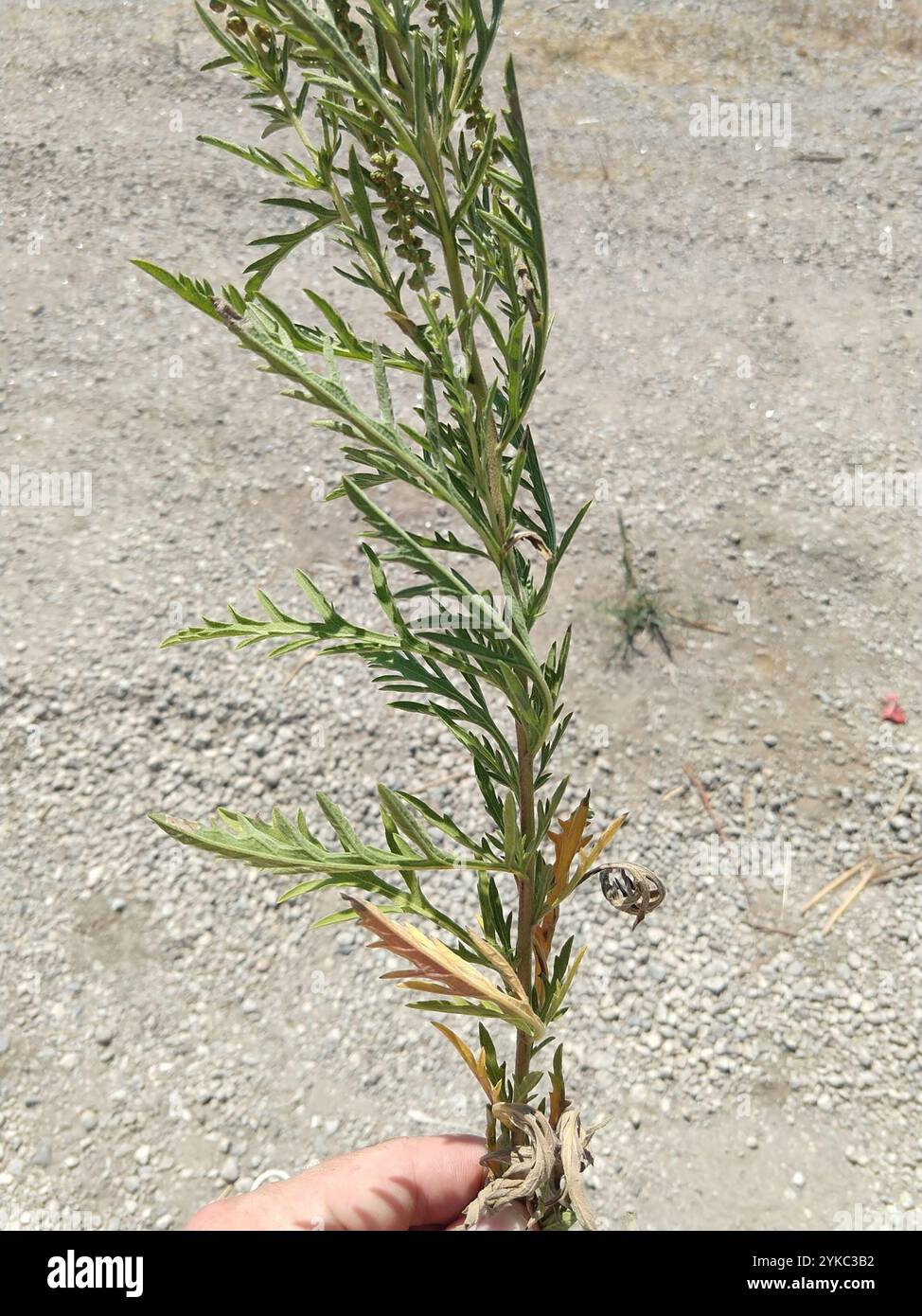 western ragweed (Ambrosia psilostachya Stock Photo - Alamy