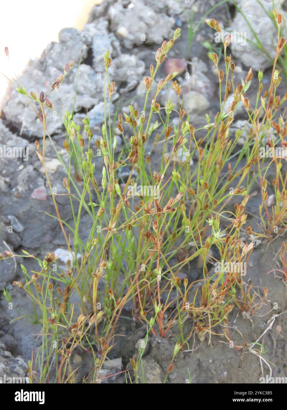 Toad rush (Juncus bufonius Stock Photo - Alamy
