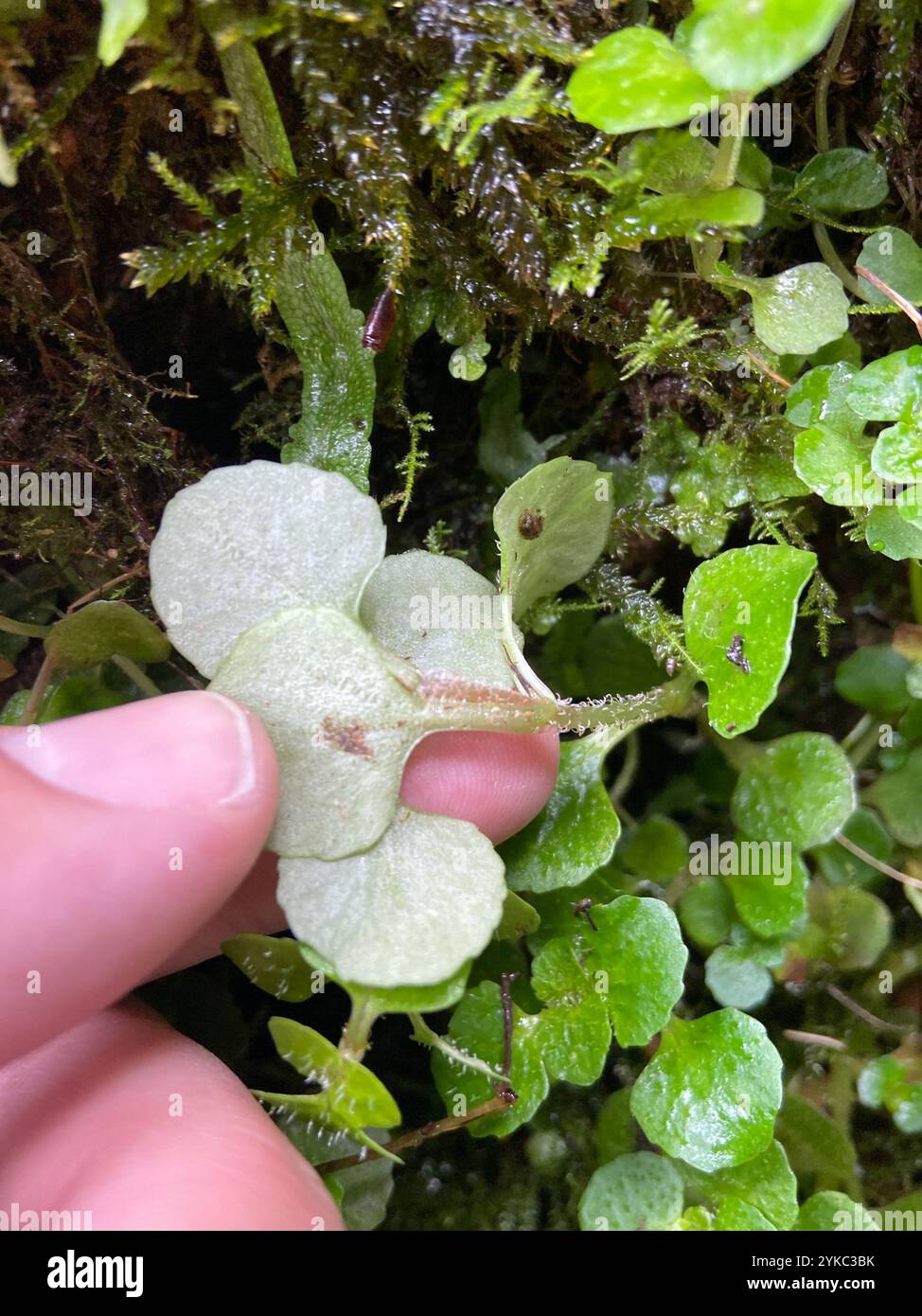 Opposite-leaved Golden-saxifrage (Chrysosplenium oppositifolium Stock ...