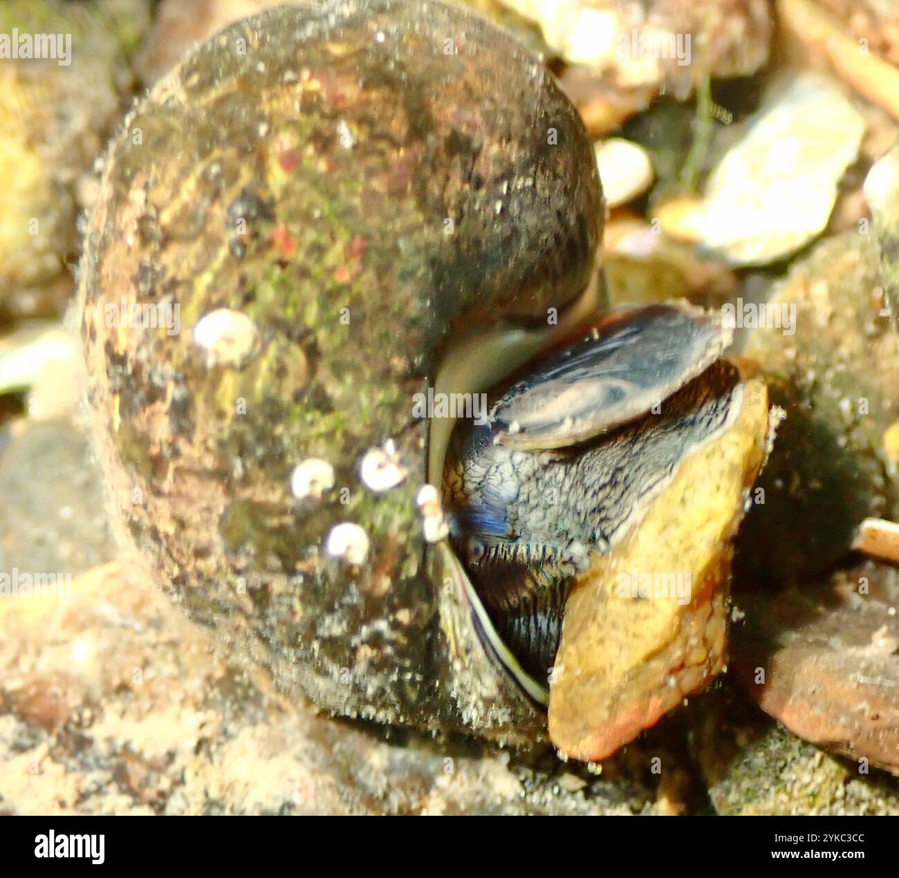 Common Periwinkle (Littorina littorea Stock Photo - Alamy
