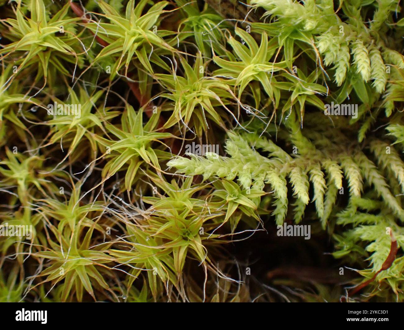 Star Moss (Syntrichia ruralis Stock Photo - Alamy