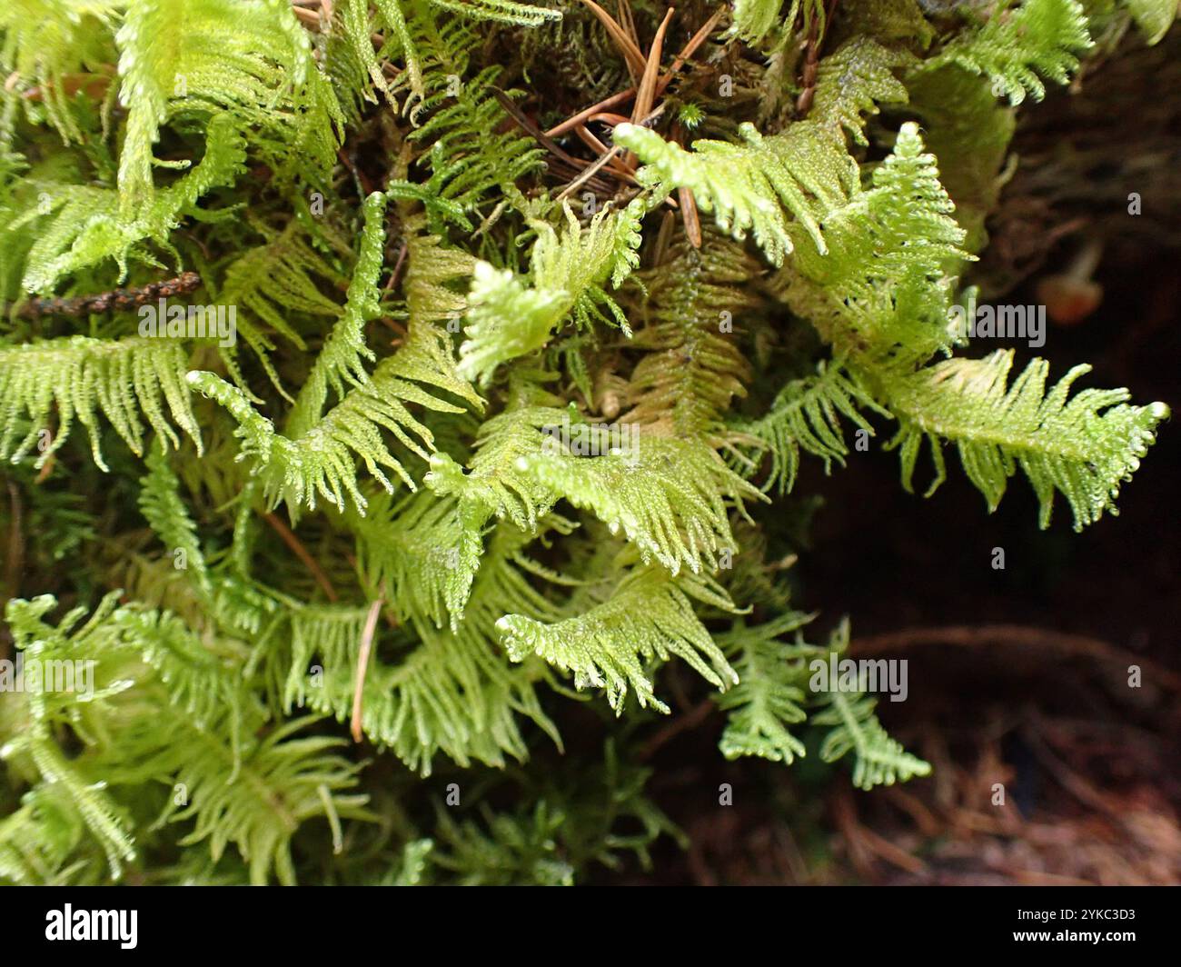 Ostrich-plume Moss (Ptilium crista-castrensis Stock Photo - Alamy