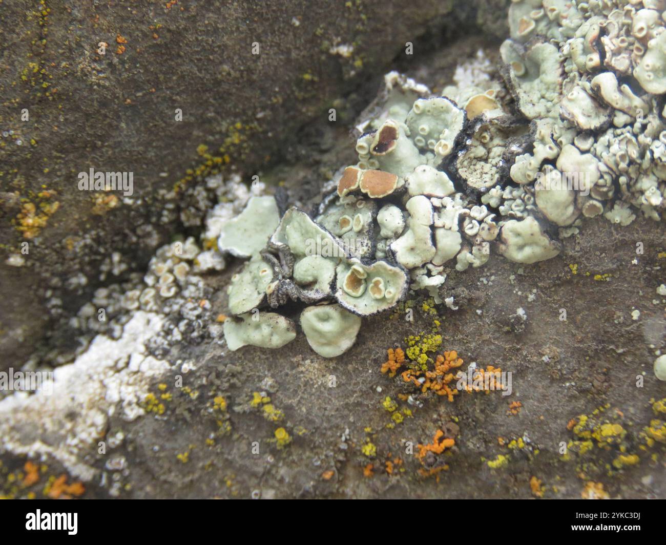 rim lichens, disc lichens, and allies (Lecanoraceae Stock Photo - Alamy