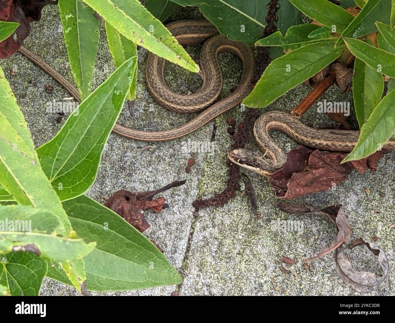 Eastern Ribbon Snake (Thamnophis saurita saurita Stock Photo - Alamy