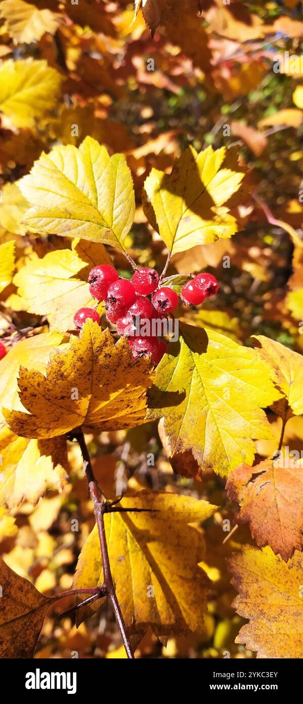 Red Hawthorn (Crataegus sanguinea Stock Photo - Alamy