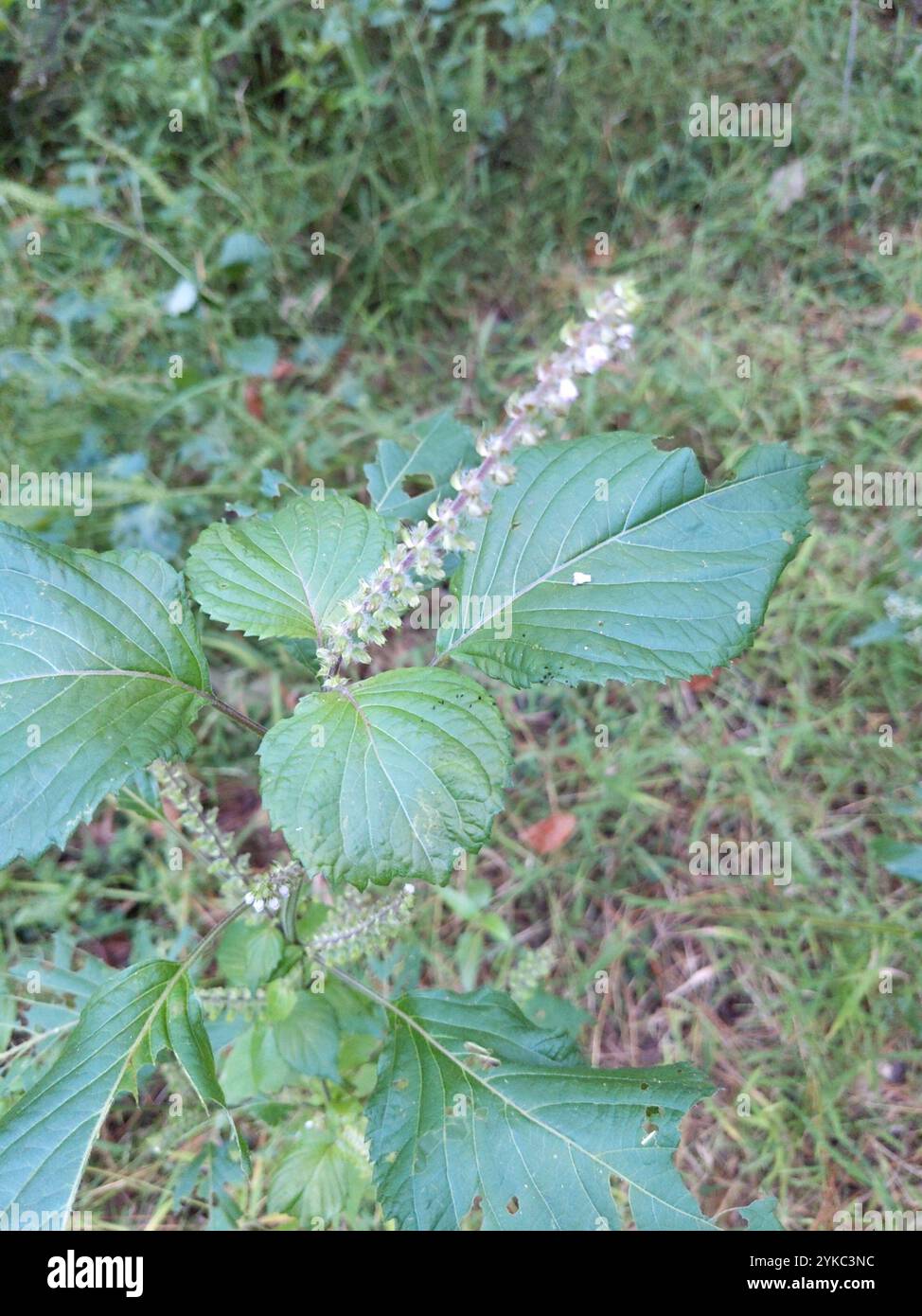 beefsteak plant (Perilla frutescens Stock Photo - Alamy
