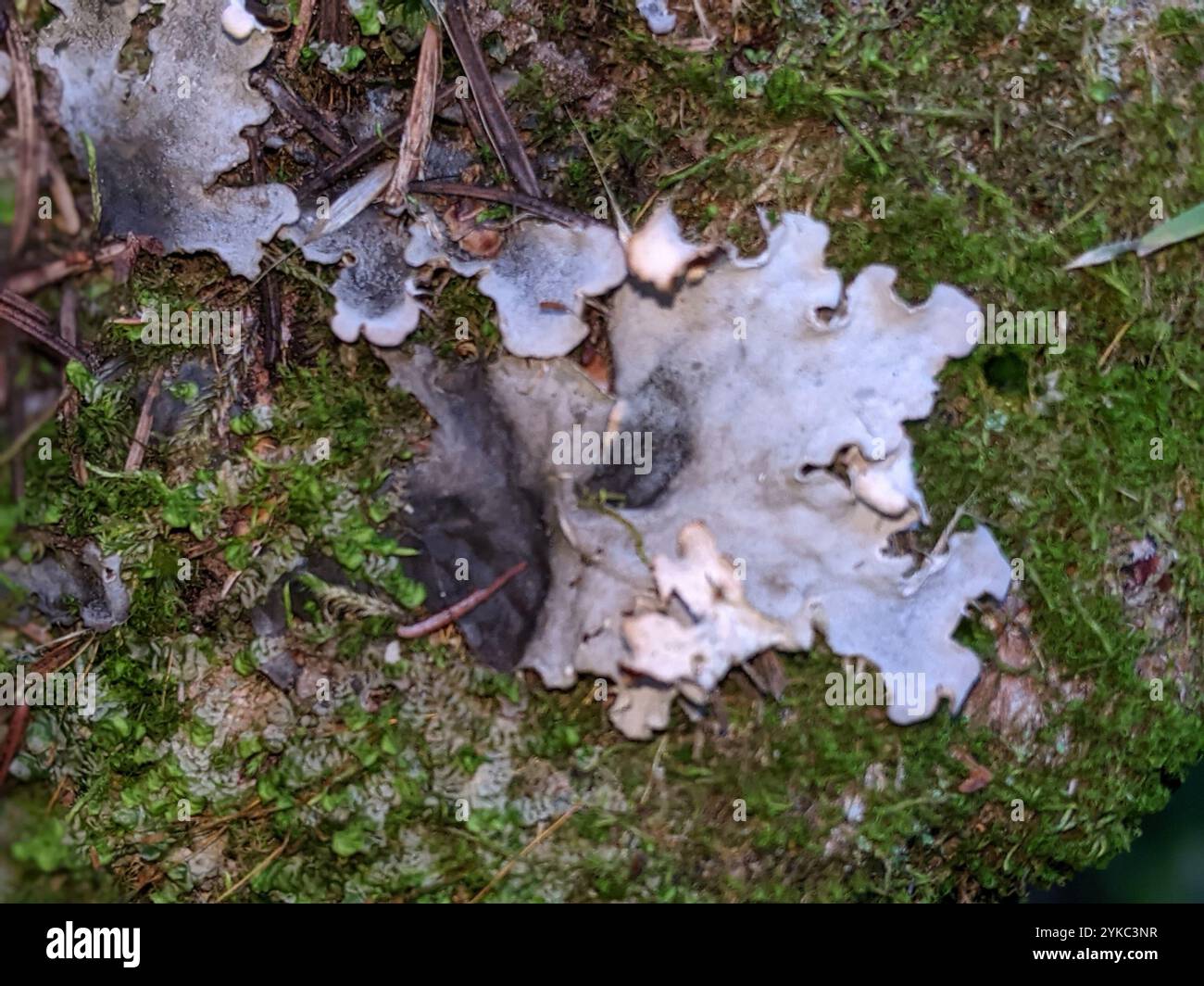 dog pelt lichen (Peltigera canina Stock Photo - Alamy