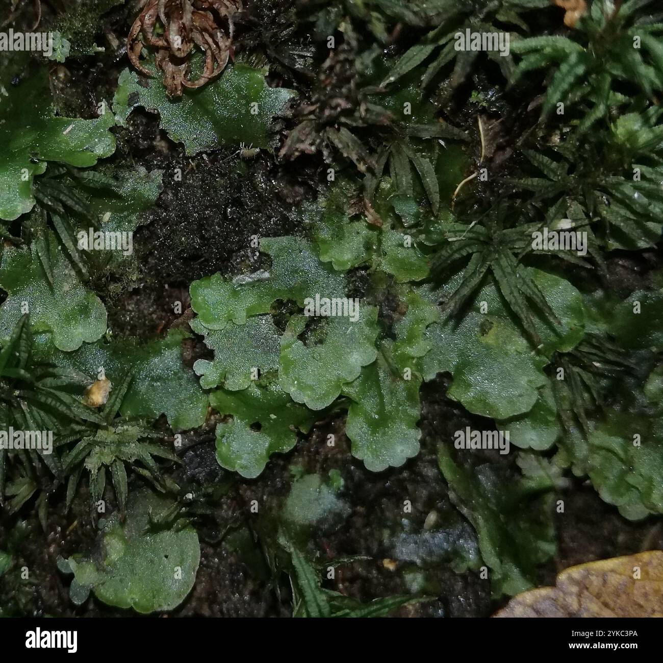 Pellia and allies (Pelliaceae Stock Photo - Alamy