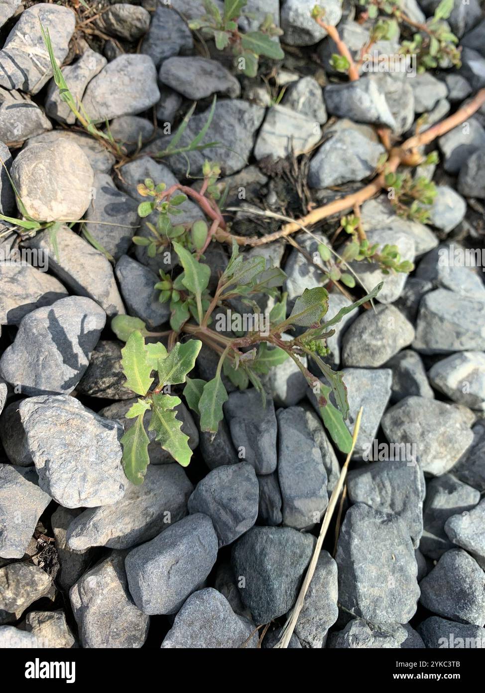 oak-leaved goosefoot (Oxybasis glauca Stock Photo - Alamy