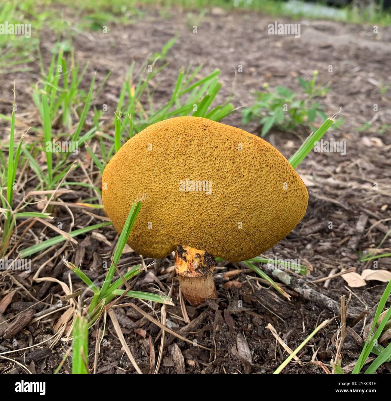 boletes and allies (Boletales Stock Photo - Alamy