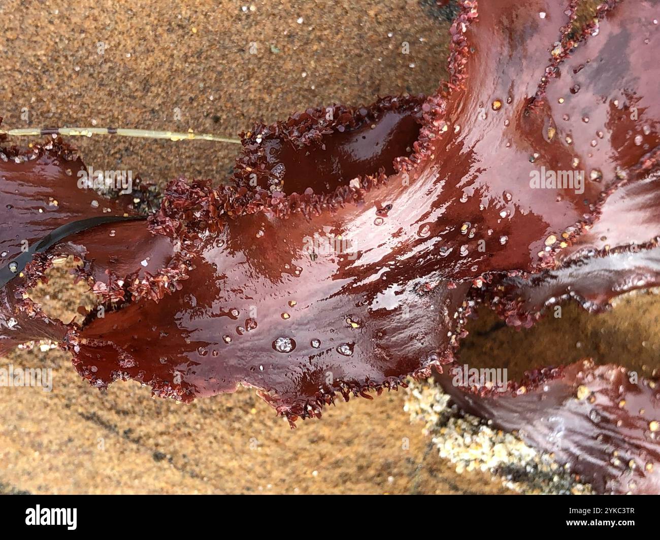 Grape Tongue (Cryptopleura ruprechtiana Stock Photo - Alamy