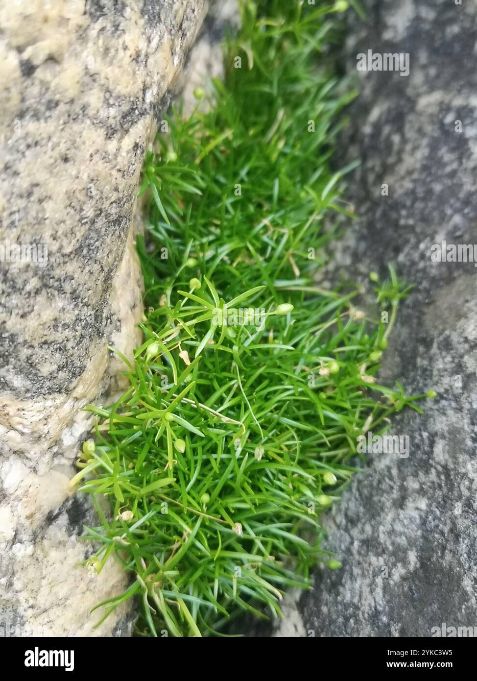 Procumbent Pearlwort (Sagina procumbens Stock Photo - Alamy