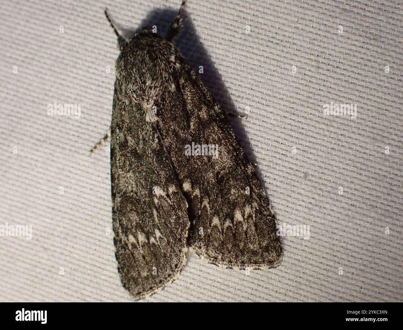 Powdered Dagger (Acronicta impleta Stock Photo - Alamy