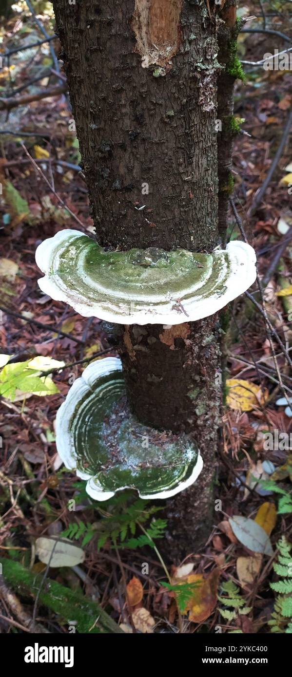 Lumpy Bracket (Trametes gibbosa Stock Photo - Alamy
