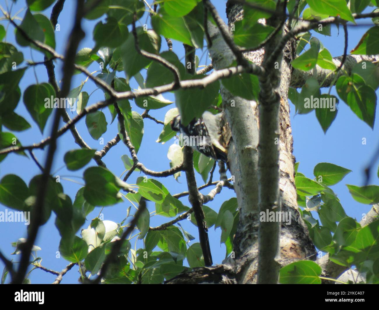 Dryobates Woodpeckers (Dryobates Stock Photo - Alamy
