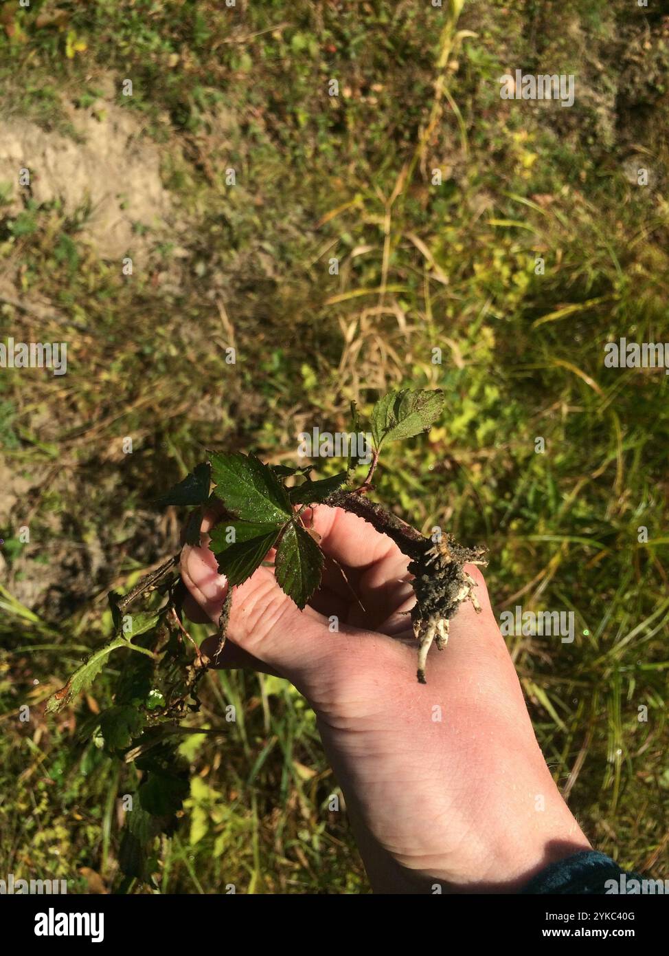 Common Dewberry (Rubus flagellaris Stock Photo - Alamy
