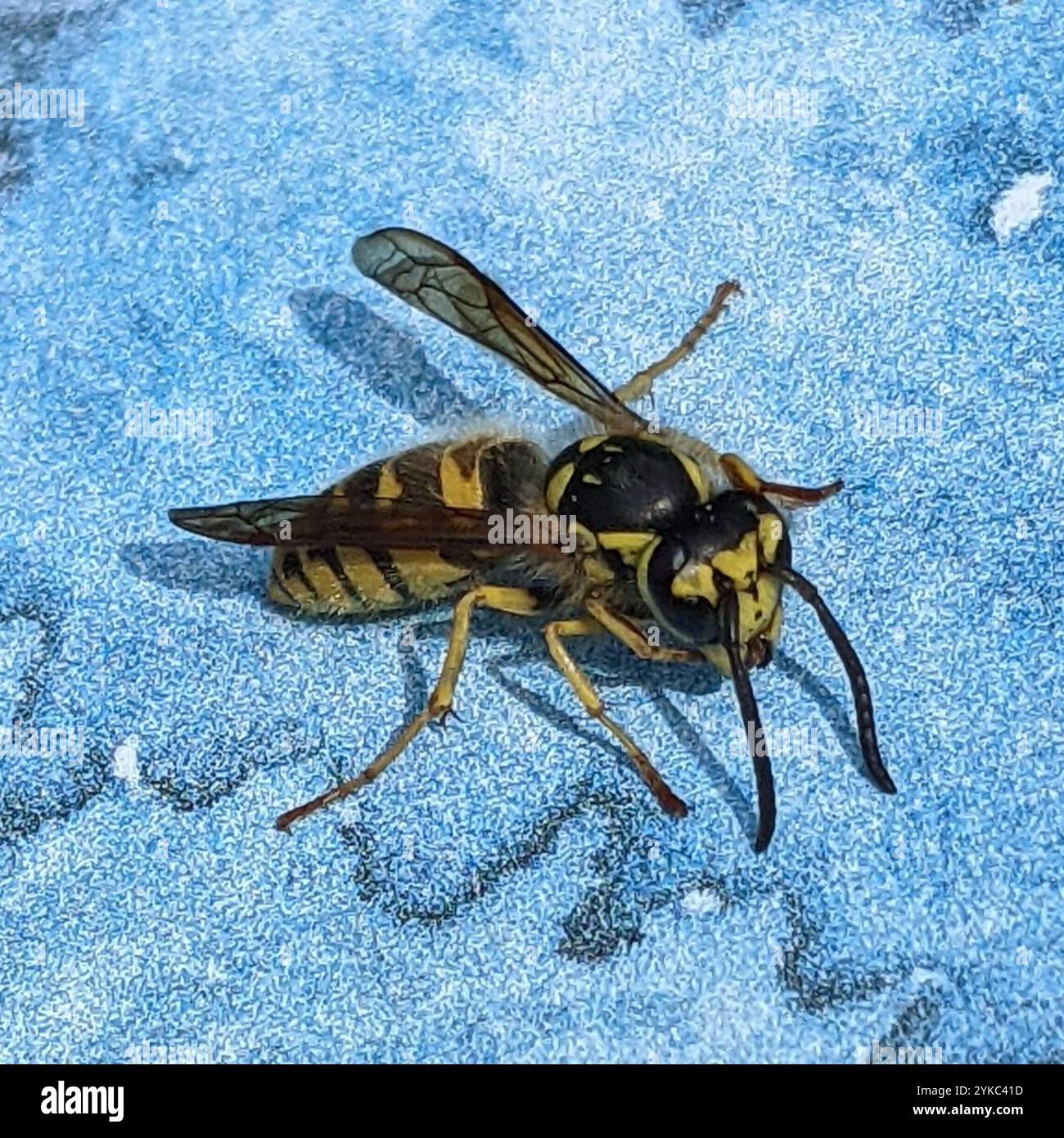 Downy Yellowjacket (Vespula flavopilosa Stock Photo - Alamy
