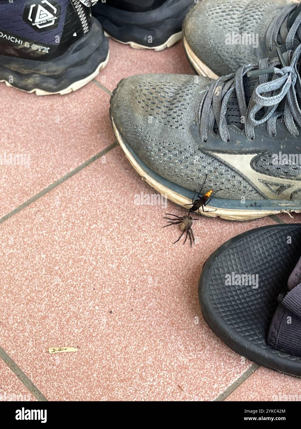 Asian Red-tailed Spider Wasp (Tachypompilus analis Stock Photo - Alamy