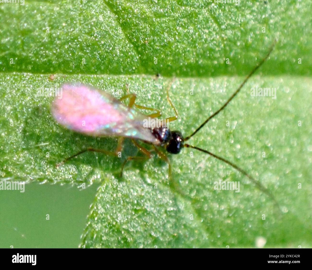 Braconid Wasps (Braconidae Stock Photo - Alamy