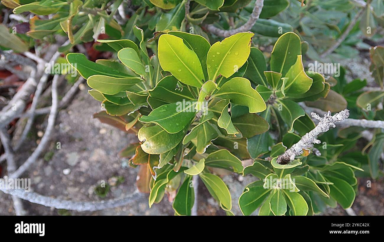 Gifboom (Hyaenanche globosa Stock Photo - Alamy